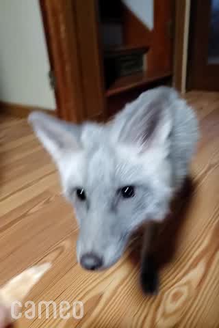 Cameo - Mikayla Raines